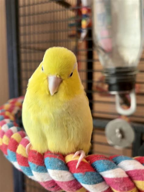 Bro Is Shaped As Hell R Parrots