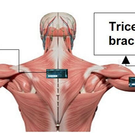Attachment Of Inertia Measurement Unit Download Scientific Diagram