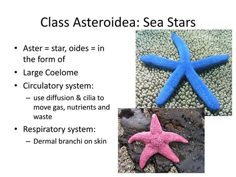 Echinoderms Ppt