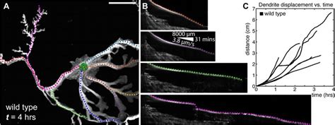 Expansion Dynamics Of Wild Type Bacillus Subtilis A A Maximum