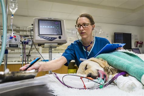 What Is Veterinary Nurse At Cristal Lawrence Blog