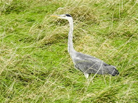 회색 헤론 왜가리 물새 Pixabay의 무료 사진 Pixabay