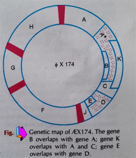 Overlapping Gene Genes Within Genes Overlapping