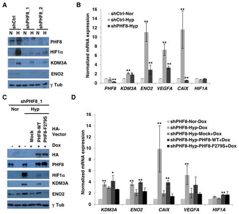 Histone Demethylase Phf8 Regulates Hypoxia Signaling Through Hif1α And