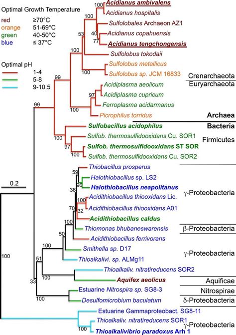 Color Coded Phylogenetic Dendrogram Of The Sor Sequences Available In Download Scientific