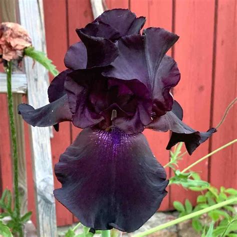 Iris Germanica Night Owl Hageiris Stauderiket Blogg