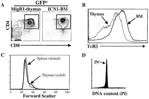Notch1 Induced Extrathymic T Cells Resemble Normal Dp Thymocytes A