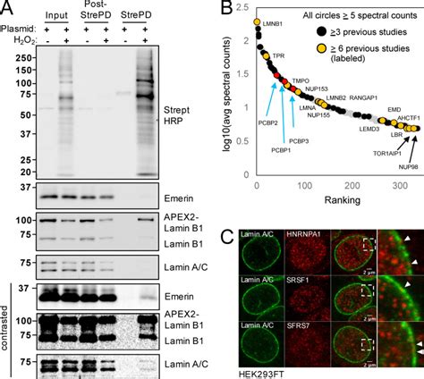 An Apex2 Proximity Ligation Method For Mapping Interactions With The Nuclear Lamina Pmc