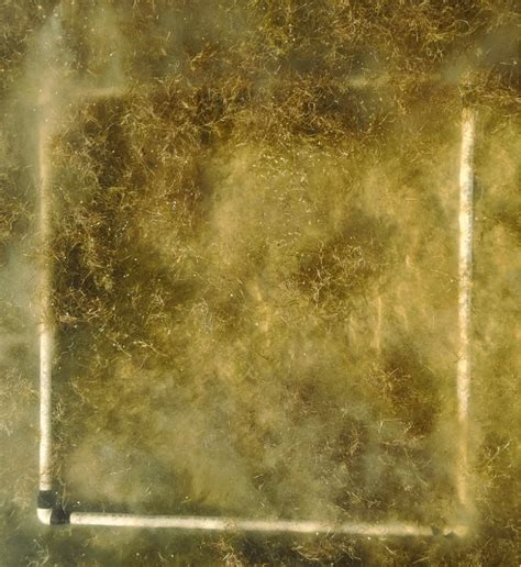 A 7 20 Vegetation Estimation 90 Vegetation Coverage Download Scientific Diagram