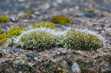Plantas Criptógamas Quizlet