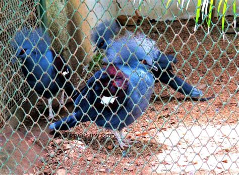 A Visit To The Bannerghatta Biological Park In Bangalore Vidya Sury