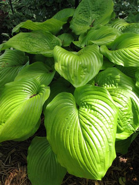 Hosta Sum And Substance Campbells Nursery