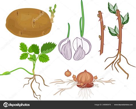 Asexual Reproduction In Plants Bulbs