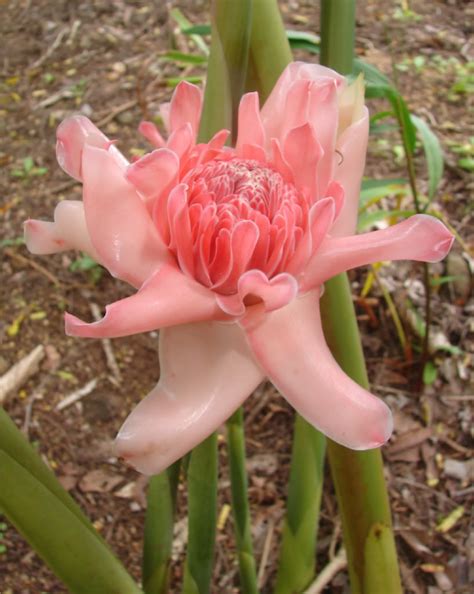 Polynesian Produce Stand Live 25 Seeds Fresh Exotic Pink Torch Ginger Usa Seller Etlingera Elatior