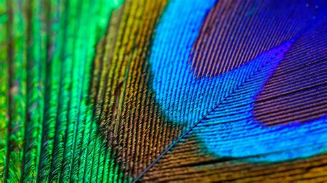 The Lighter Side Of Biomimicry Structural Color