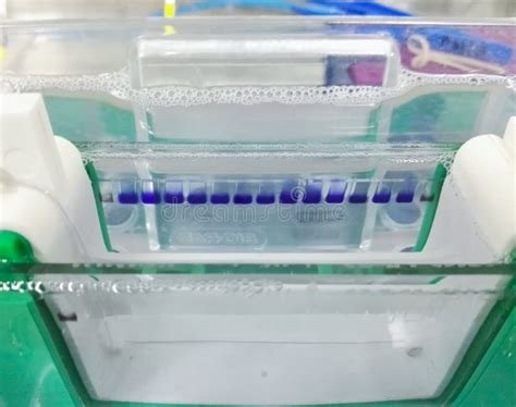 Polyacrylamide Gel Electrophoresis With Lane Blue Loading Buffer Editorial Photography