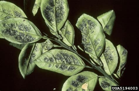 Sticky Honeydew Deposits Produced By Aleurocanthus Woglumi On A Citrus