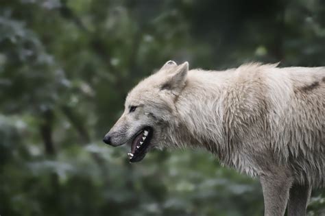 늑대 포식자 북극 Pixabay의 무료 사진 Pixabay