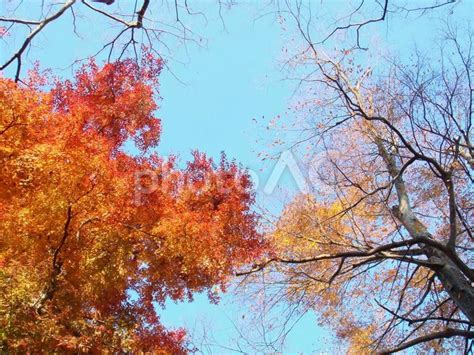 赤オレンジに色付く秋色の紅葉と青空 No 24551806｜写真素材なら「写真ac」無料（フリー）ダウンロードok