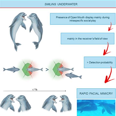 Information Text About Dolphins For Preers