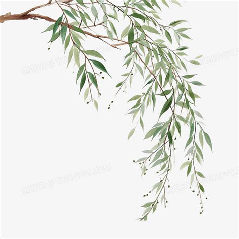 杨柳枝插画免抠元素png图片素材下载 元素png 熊猫办公