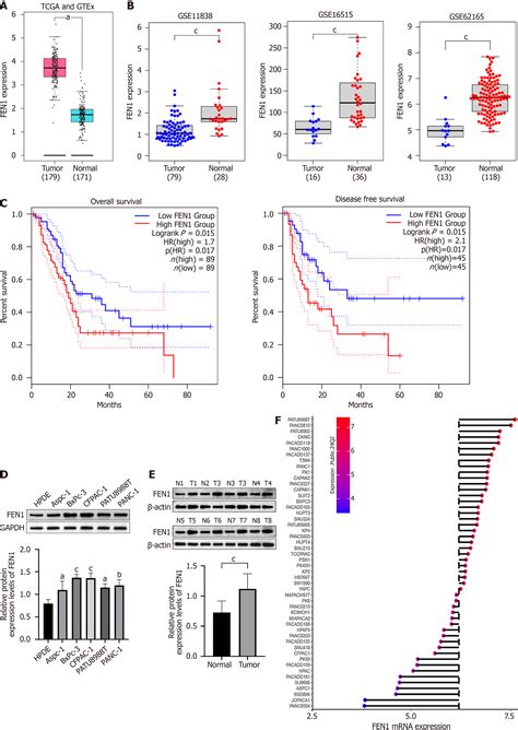 Flap Endonuclease 1 Promotes Pancreatic Cancer Progression Via Aktmtor