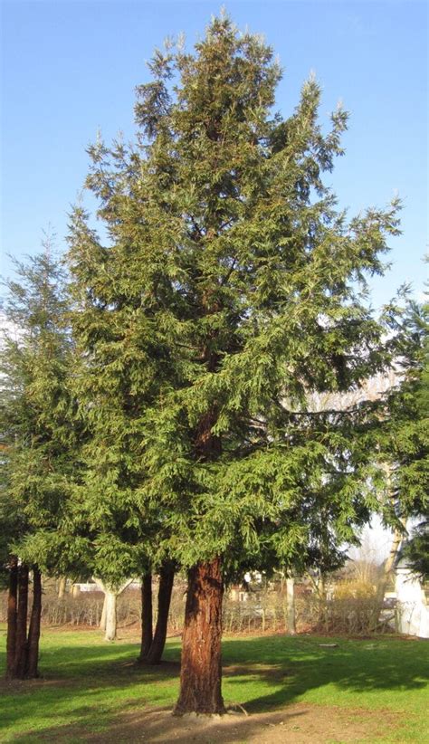 Coast Redwood Tree At Joann Crotty Blog