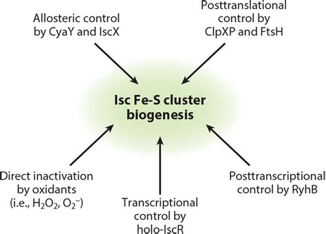 Figure 2 From How Is Fe S Cluster Formation Regulated Semantic Scholar