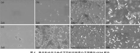 Figure 5 From Dynamic Hydrothermal Synthesis Of A B Oriented Mfi