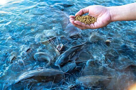 Insect Protein A Rapidly Growing Part Of The Food Supply Chain Alfa
