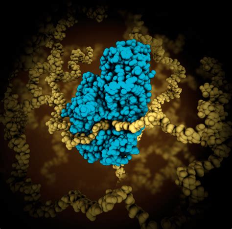 What Is The Difference Between Alpha Amylase And Alpha Glucosidase