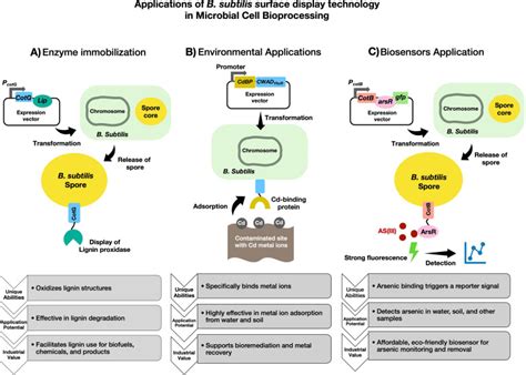 Bacillus Subtilis Surface Display Technology Applications In Bioprocessing And Sustainable