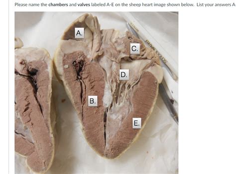 Solved Label The Chambers Of The Sheep Heart