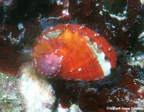 Haliotis Spp Solomon Islands