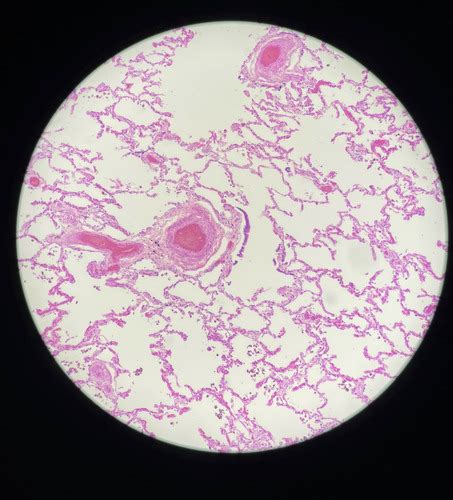 Epithelial Tissues Lab Exam Flashcards Quizlet