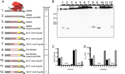 RNA Dependent RNA Targeting By CRISPR Cas ELife