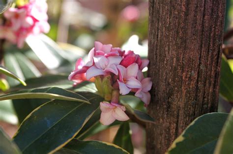 Bunga Merah Muda Kecil Daphne Manis Foto Stok Unduh Gambar Sekarang