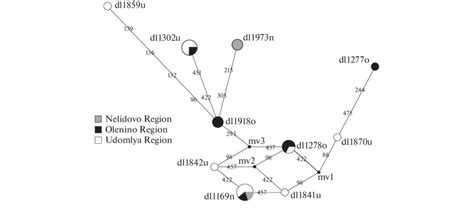 Haplotype Median Joining Network Of The Mtdna Control Region Of Pine