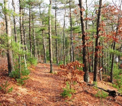 Massasoit State Park Trailmeister