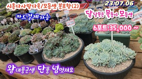 시흥다사랑다육2묵둥이 모듬셋6종 35000원부터 Youtube