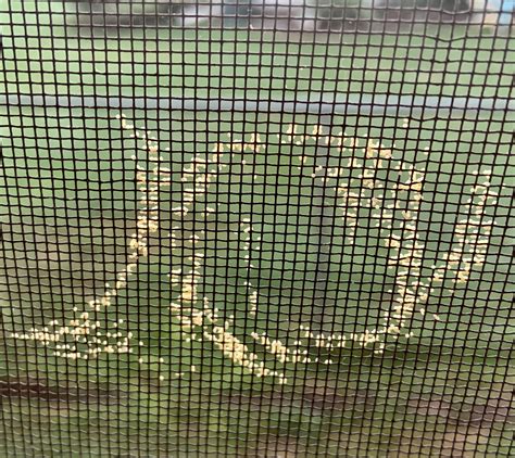 Ma Usa What Are These Eggs That Appeared On My Window Screen