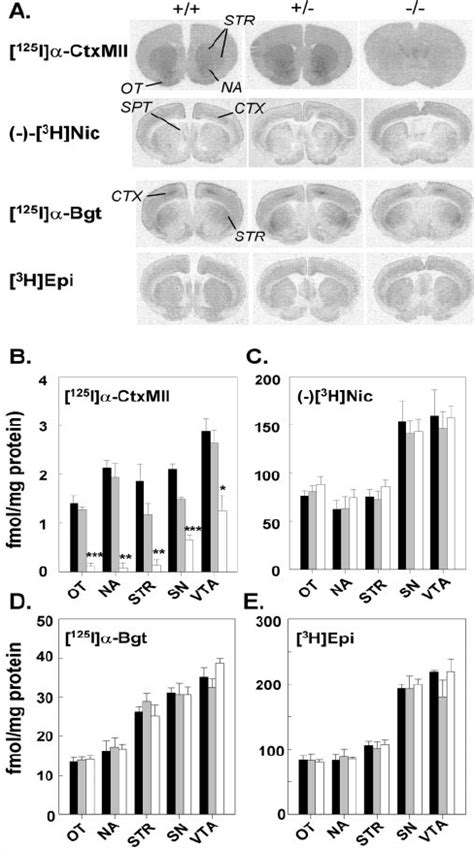 Saturation Binding And Cytisine Inhibition Of Striatal 125