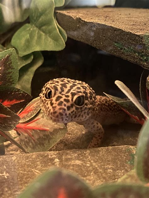 Meet Gizmo Posing For The Camera Rleopardgeckos