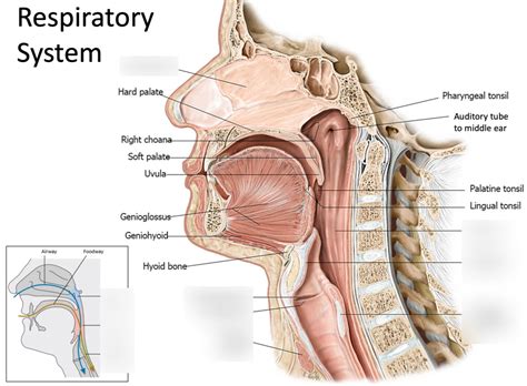 Lab 9 1 Diagram Quizlet