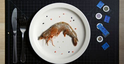 Hunting For Microplastics In Your Seafood The Verge