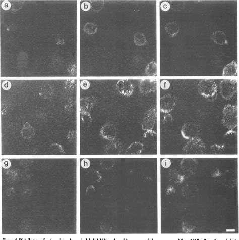 Figure 1 From N Formyl Peptide Receptors In Human Neutrophils Display