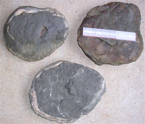 Cretaceous Lobster Fossil Hunting Trips The Fossil Forum