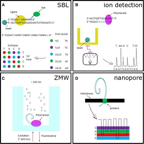 Overview Of Several Dna Sequencing Techniques With The Principle Of A