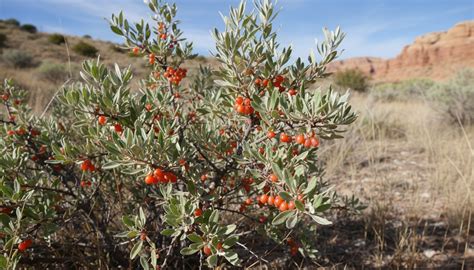 Silver Buffaloberry Shepherdia Argentea Growing Guide Neighborbrite