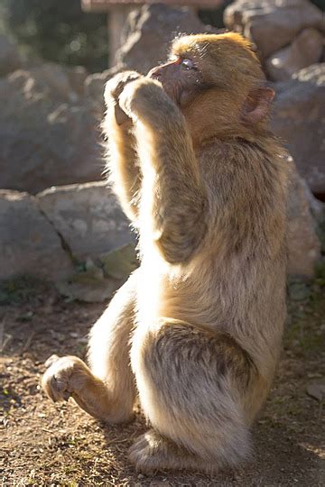 Azrou Background Images Hd Pictures And Wallpaper For Free Download Pngtree